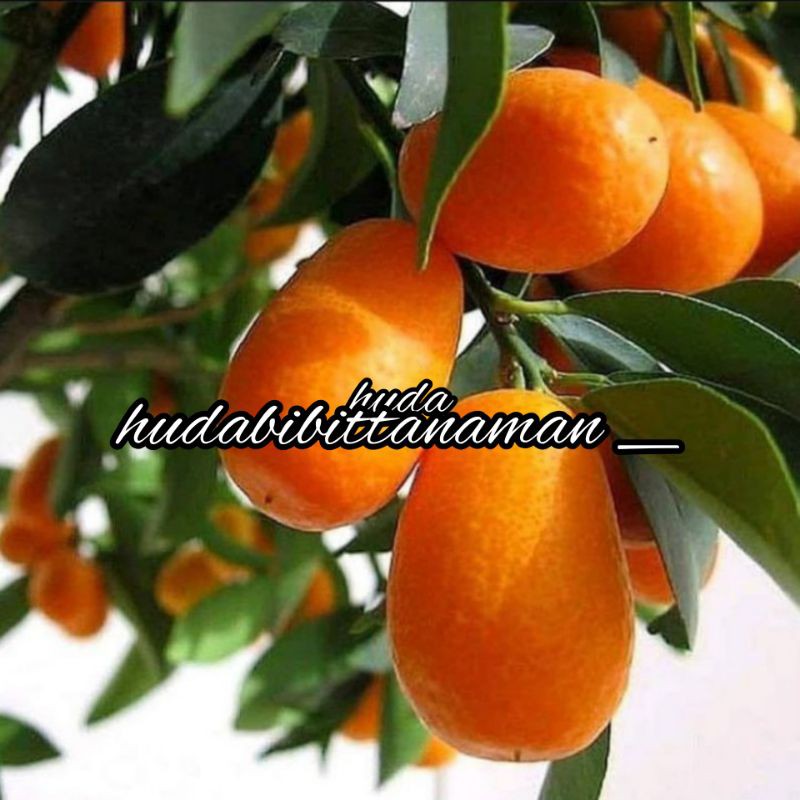 Jual BIBIT JERUK NAGAMI GENJAH (Okulasi rimbun) | Shopee Indonesia
