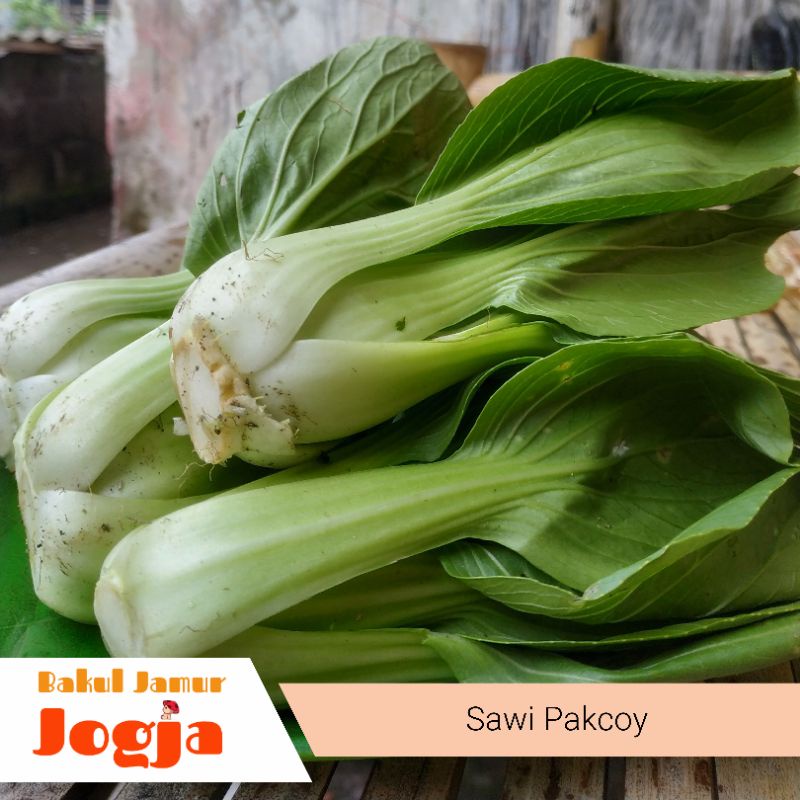 Jual SAWI PAKCOY (250 gr) | Shopee Indonesia