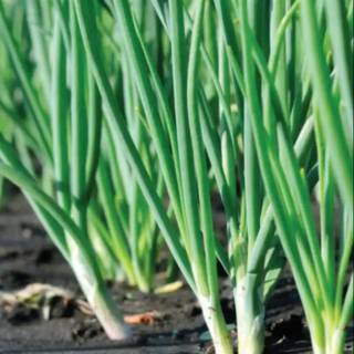 Jual Benih/biji/bibit bawang prei/ daun bawang Indonesia|Shopee Indonesia
