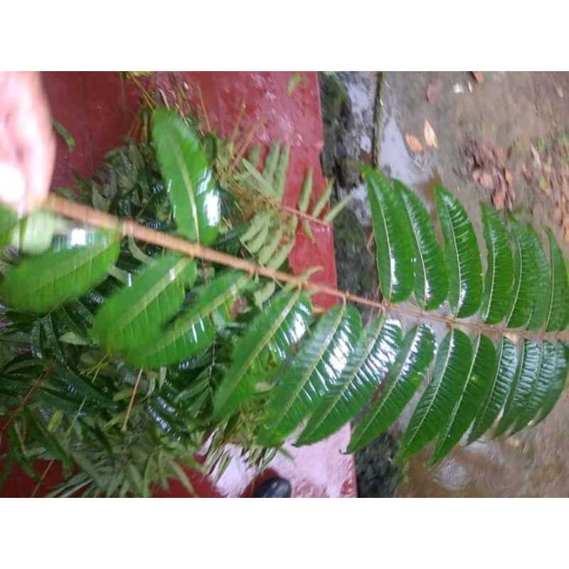 Jual Daun suren jantan fress (500g) | Shopee Indonesia