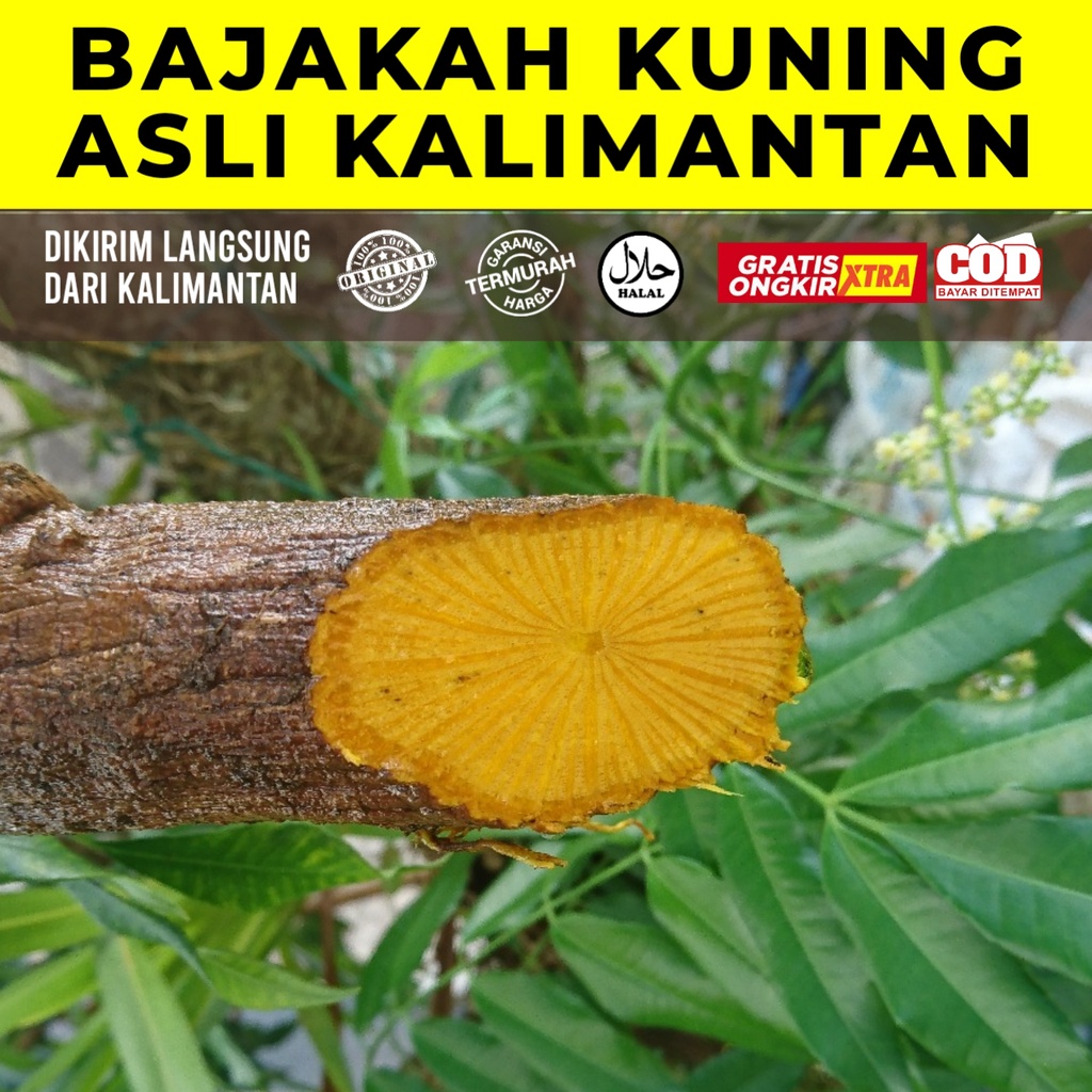 Harga Bajakah Akar Kuning Terbaru September 2021 | BigGo Indonesia