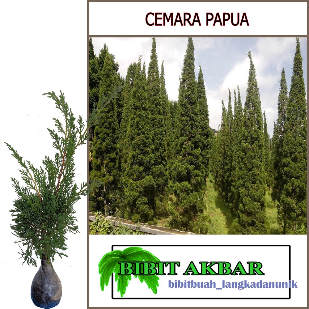 Jual Bibit Tanaman Cemara Papua | Shopee Indonesia
