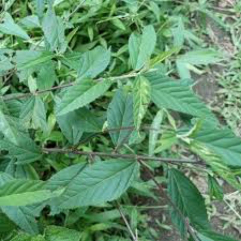 Jual daun sadagori | Shopee Indonesia