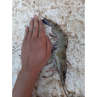 Jual udang tiger, udang windu, udang pacet, udang jumbo, tiger prawn ...