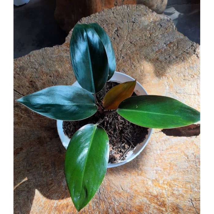Jual Philodendron Compact Congo/Philo Red Congo Indonesia|Shopee Indonesia