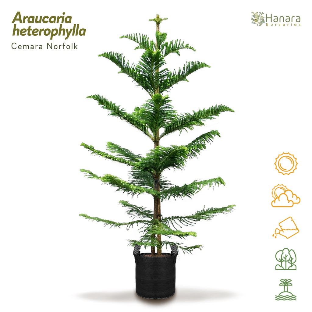 Jual Araucaria heterophylla - Cemara norfolk - pohon instan/instant ...