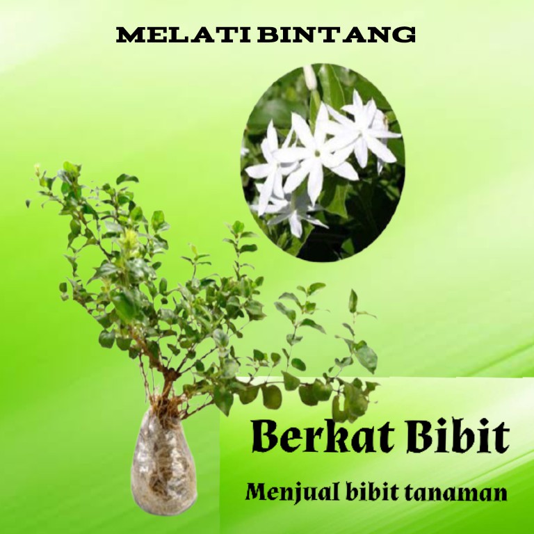 Jual Tanaman Melati Bintang | Shopee Indonesia