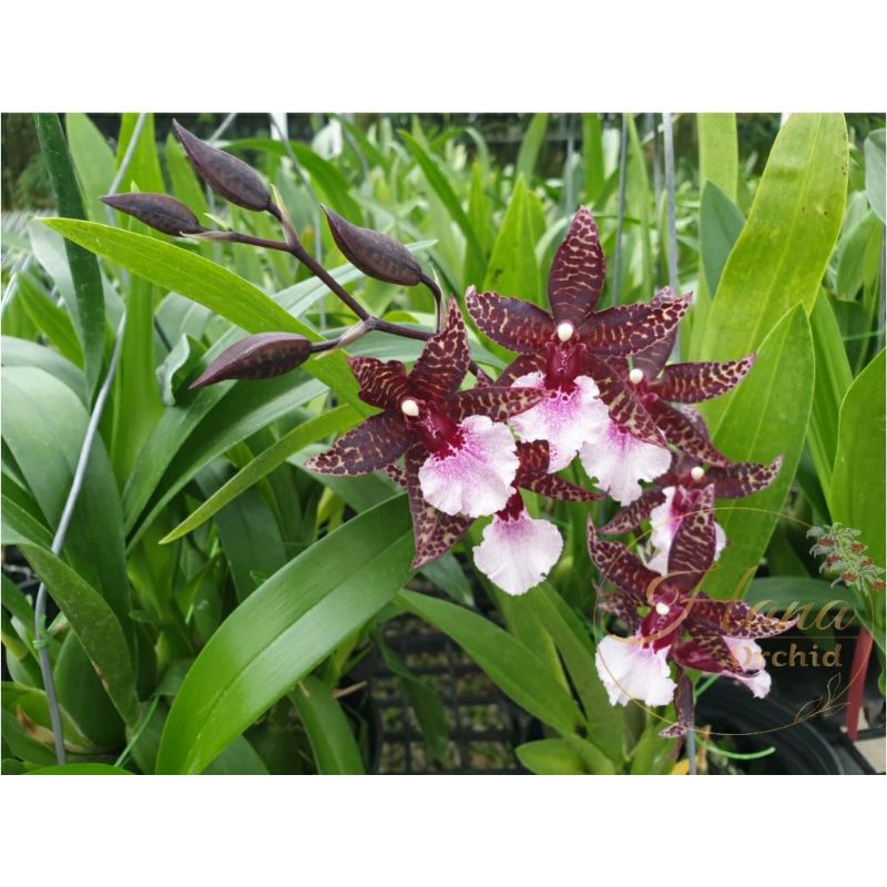 Jual Anggrek oncidium Masai White | Shopee Indonesia
