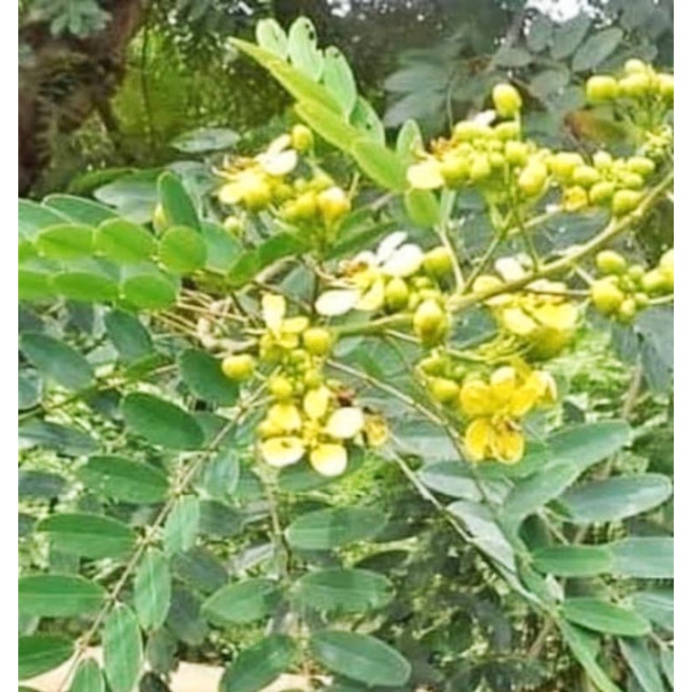 Jual Daun Johar asli segar 300gram Indonesia|Shopee Indonesia