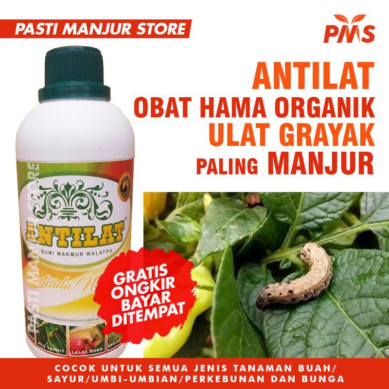 Jual Insektisida Pestisida Organik ANTILAT Obat Hama Semua Tanaman ...