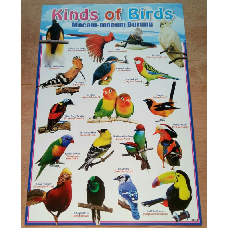 Jual POSTER MACAM MACAM BURUNG | Shopee Indonesia