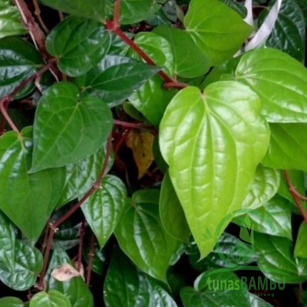 Jual Daun Sirih batang Merah Tanaman obat herbal apotek hidup | Shopee ...