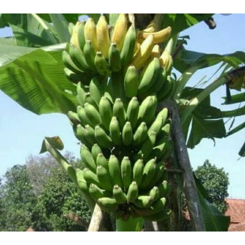 Jual bibit Pohon Pisang Raja Sereh | Shopee Indonesia
