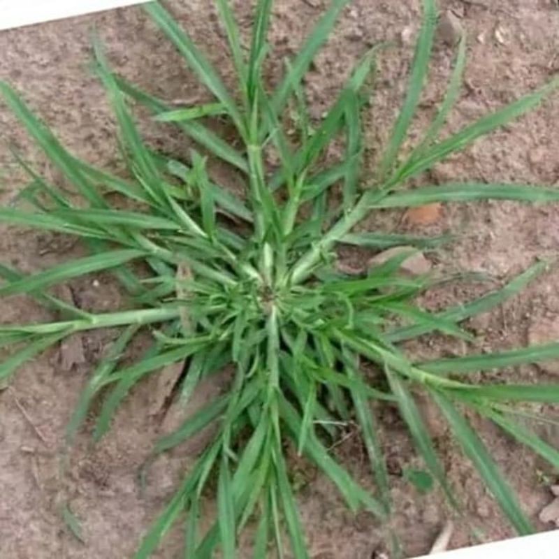 Jual tanaman RUMPUT BELULANG | Shopee Indonesia