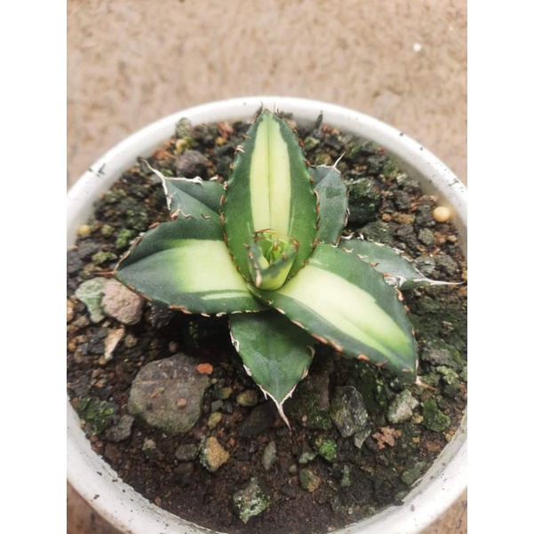 Jual Agave Titanota Sun Burn | Shopee Indonesia