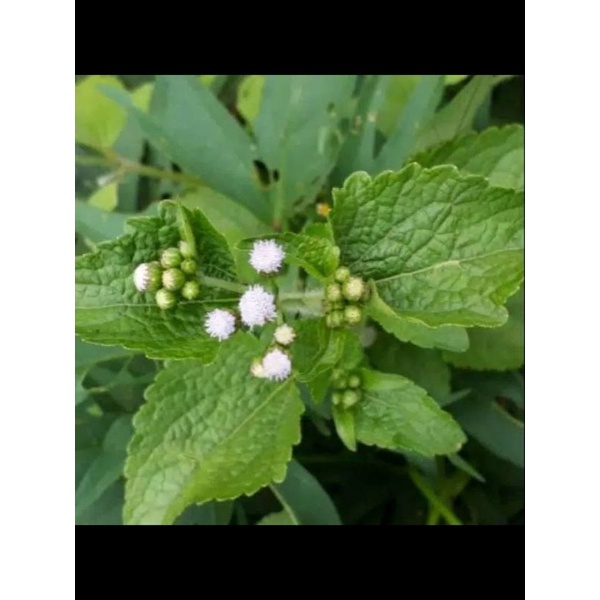 Jual Obat Herbal Daun Bandotan Segar 100gram | Shopee Indonesia Jual Obat Herbal Daun Bandotan Segar 100gram | Shopee Indonesia