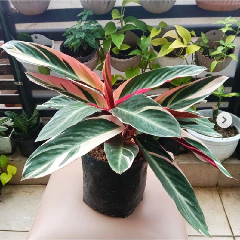 Jual Tanaman hias calathea Meranti Bali / Tanaman / Pohon meranti bali ...