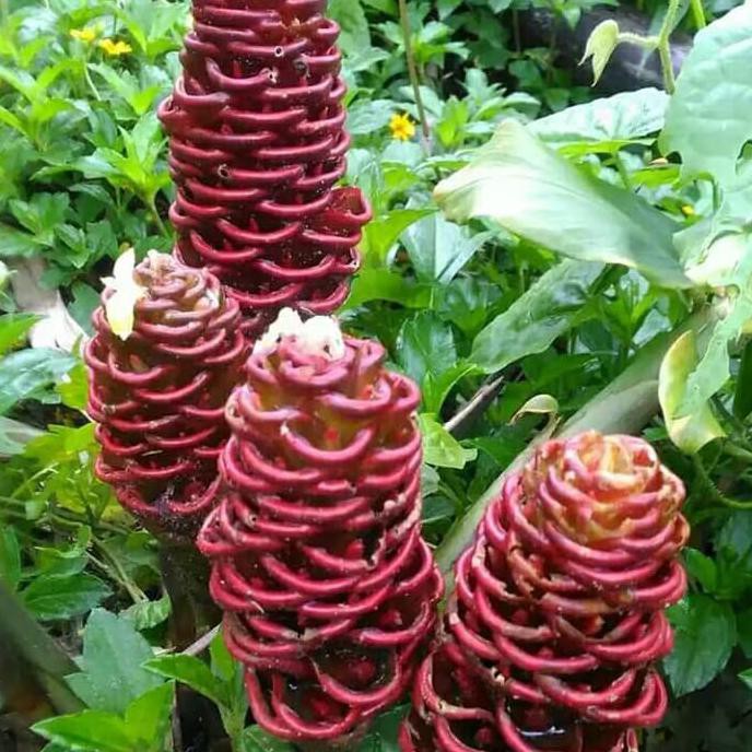 Jual Np@ Bibit Tanaman Bangle - Pohon Panglai - Tanaman Herbal | Shopee ...