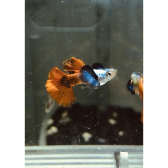 Jual Platinum Red Tail Dumbo Ear | Shopee Indonesia