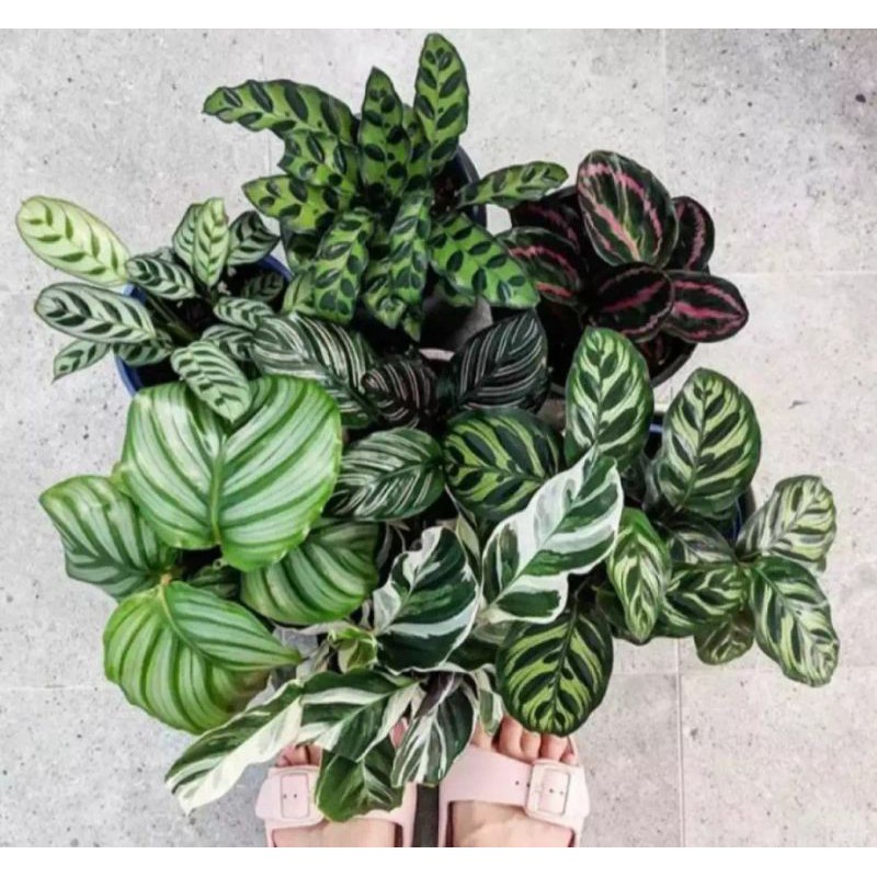 Jual 4 tanamanpaketan tanaman hias macam calathea - dan termasuk ...
