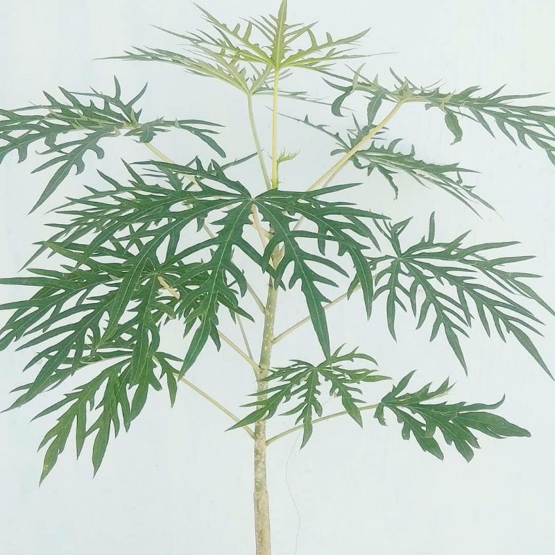 Jual Tanaman Herbal Yodium/Jarak Cina/Tintir/Bibit Tanaman Yodium Pohon ...