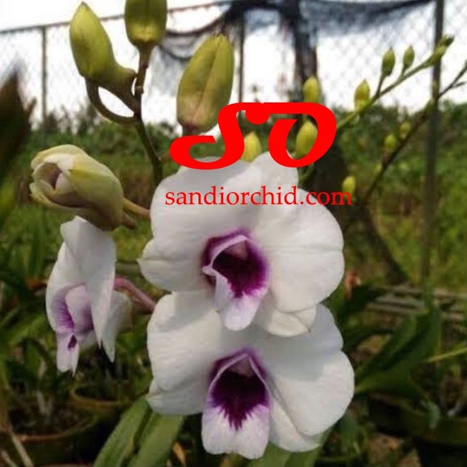 Jual Dendrobium Mini Pure Glory DEWASA | Shopee Indonesia