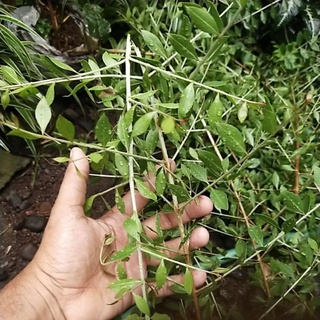 Jual Daun Pacar Segar 50 Gram / Daun Inai/ Daun Henna / Daun Pacar Arab ...