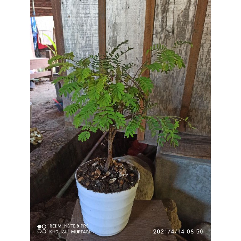 Jual Pohon Asam Jawa Mini | Shopee Indonesia