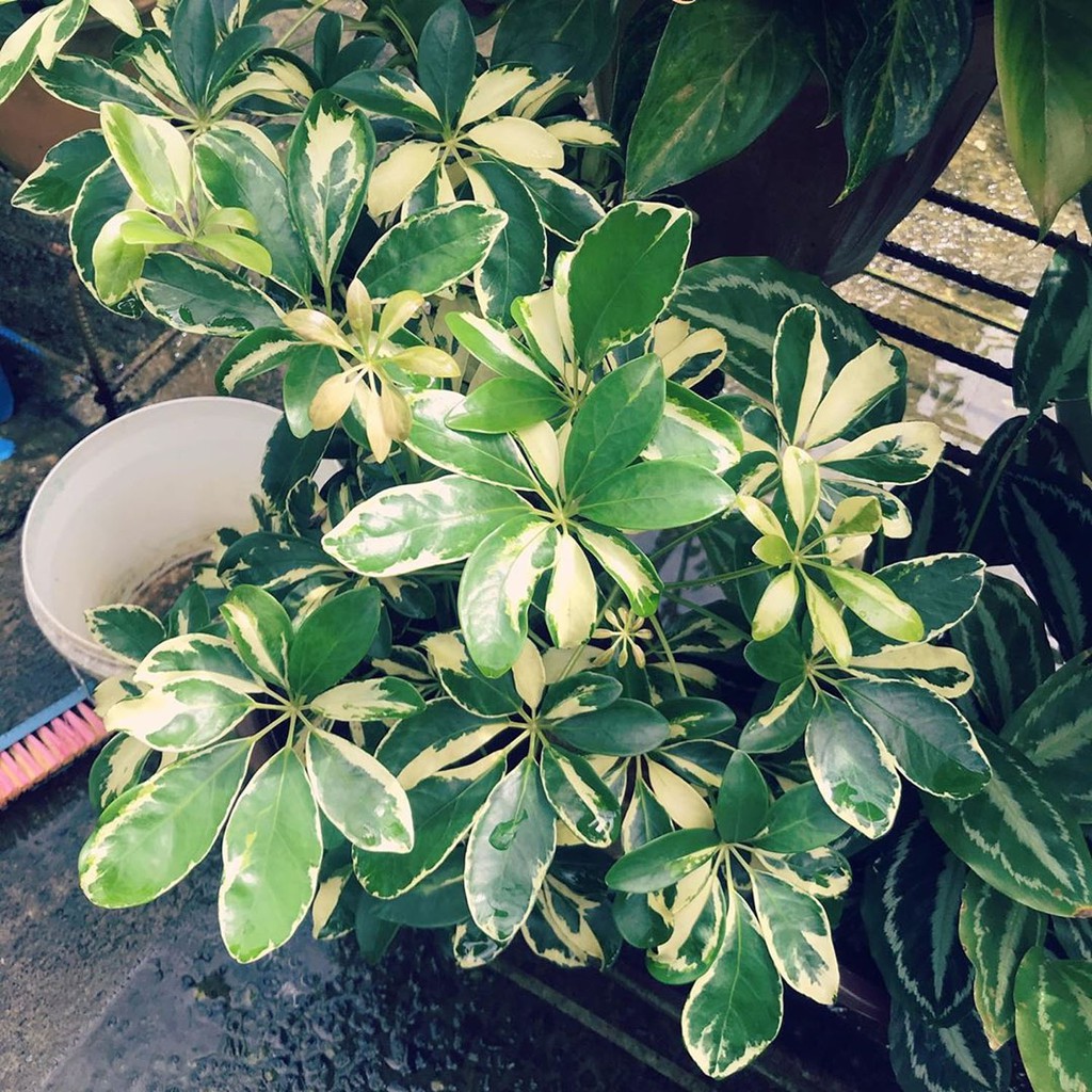 Jual TANAMAN HIAS Walisongo varigata (schefflera madame de smet ...