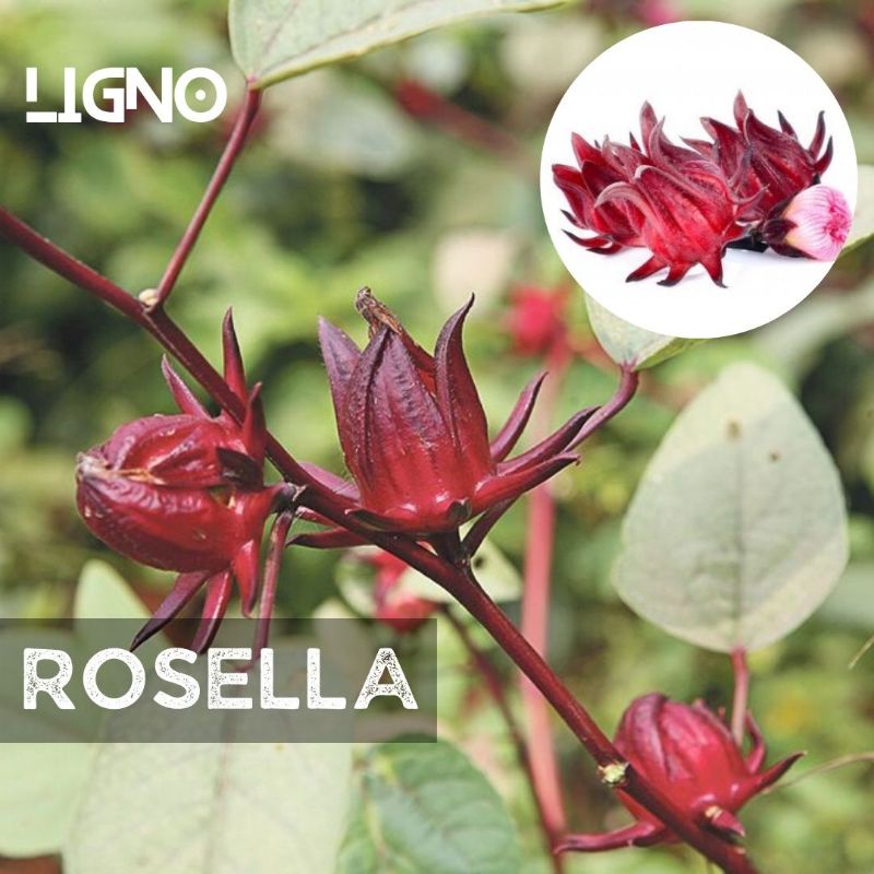 Jual Benih ROSELLA (isi-20) Herbal Rosela | Shopee Indonesia