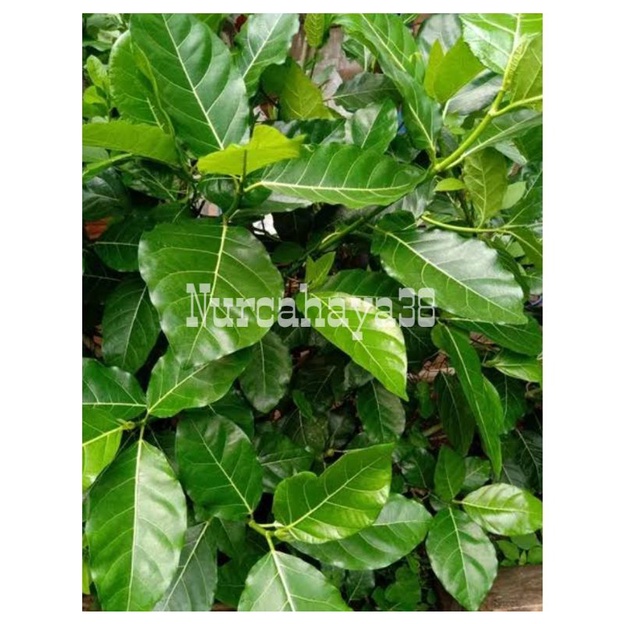 Jual Daun Awar Awar | Daun Awar Awar FRESH/ 50 lembar | Shopee Indonesia