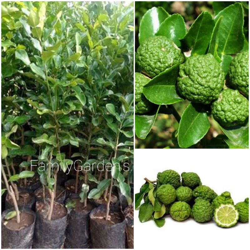 Jual Bibit Tanaman Jeruk Purut ( Daun Buat Masak ) | Shopee Indonesia