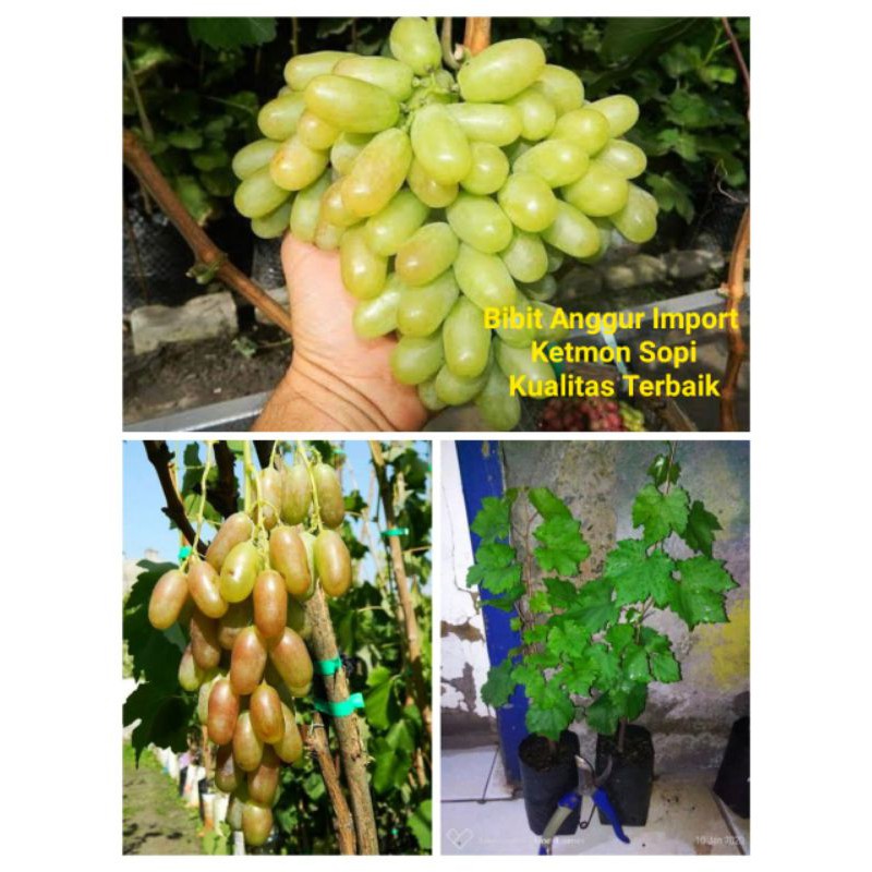 Jual Bibit Anggur hijau imoort ketmon sopi non biji tabulampot angur ...