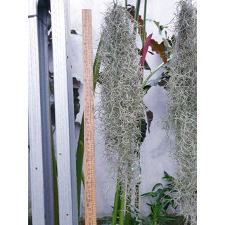 Jual Rimbun tanaman hias Janggut Musa | Shopee Indonesia