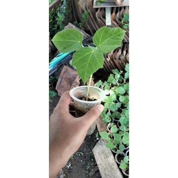 Jual Bibit Pohon Balsa,Pohon kayu balsa bahan kerajinan, tekstur kayu ...