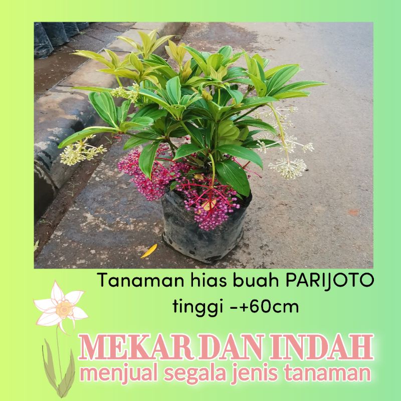 Jual TANAMAN PARIJOTO / pohon parijoto /buah parijoto rimbun | Shopee ...