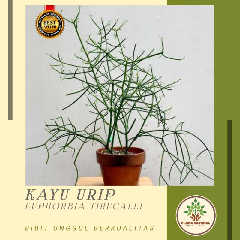 Jual Bibit tanaman kayu urip pohon kayu urip /tanaman patah tulang ...