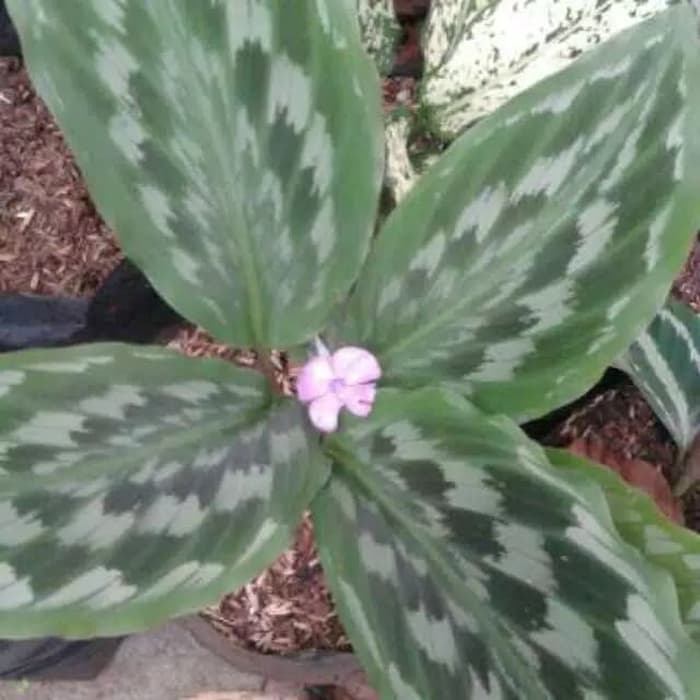 Jual Tanaman hias meranti merak/kencur bunga/meranta merak | Shopee ...