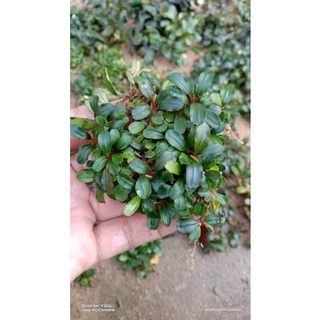 Jual Bucephalandra Mini Hulu Boyan (Tanaman aquascape) | Shopee Indonesia