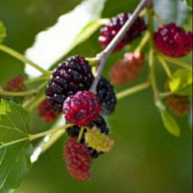 Jual Tanaman Mulberry Arbai atau Besaran | Shopee Indonesia