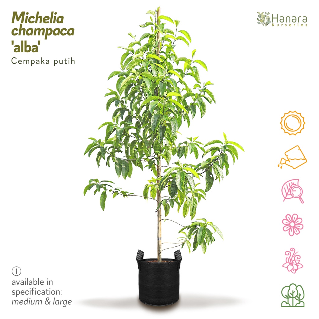 Jual Michelia champaca ''alba'' - Cempaka putih - pohon instan/instant ...