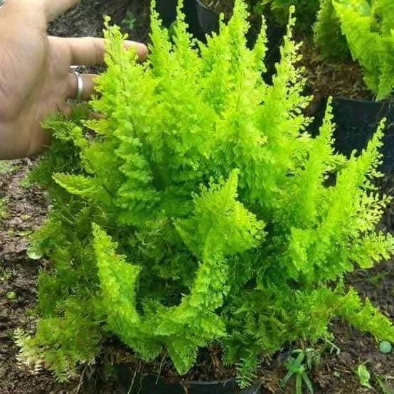 Jual Tanaman Hias Pakis Embun Pakis Boston (tanaman hidup bunga hidup ...