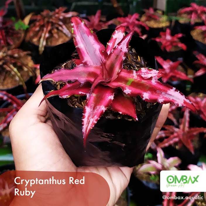 Jual Cryptanthus Ruby Red / Merah - Tanaman paludarium / Terrarium ...