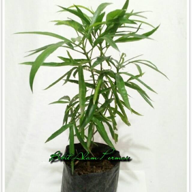 Jual Tanaman hias,toga Zodia Indonesia|Shopee Indonesia