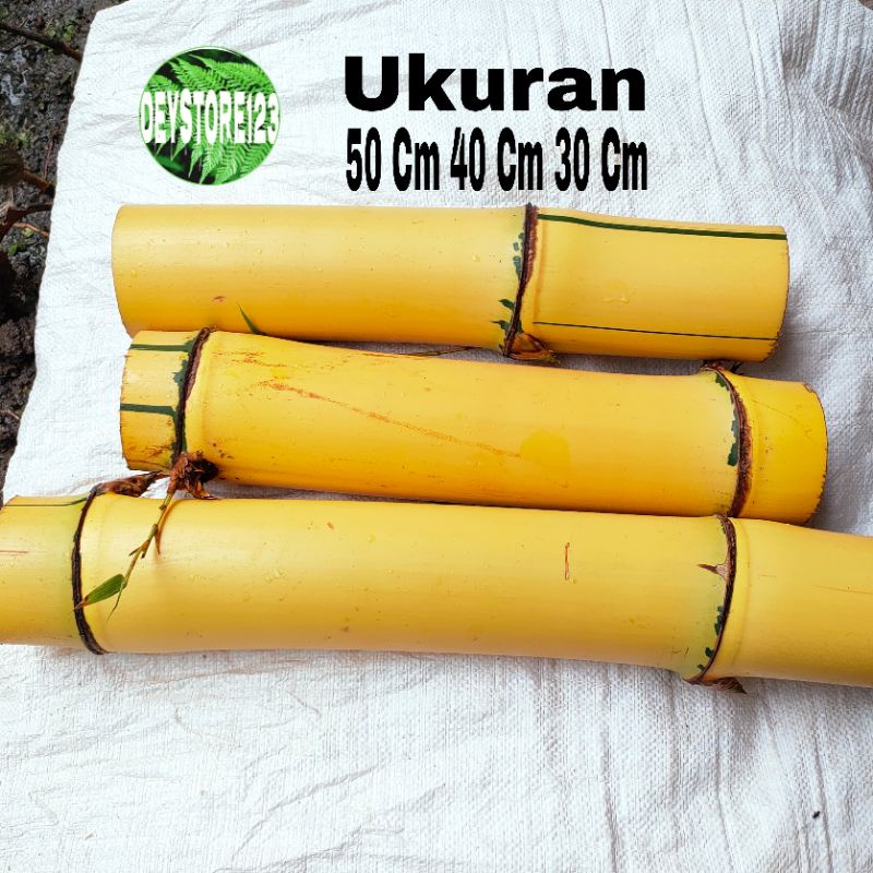 Jual potongan Bambu Kuning besar 50 cm | Shopee Indonesia