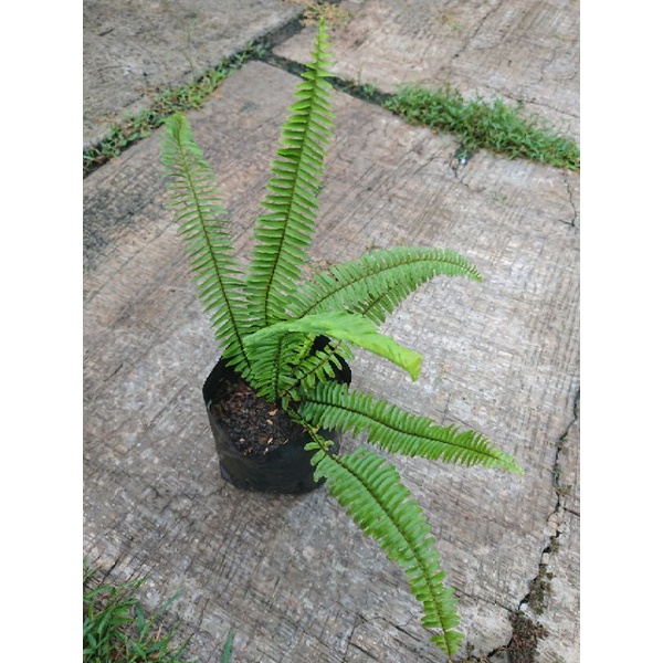 Jual Tanaman paku pakis boston / pakis kelabang rimbun | Shopee Indonesia