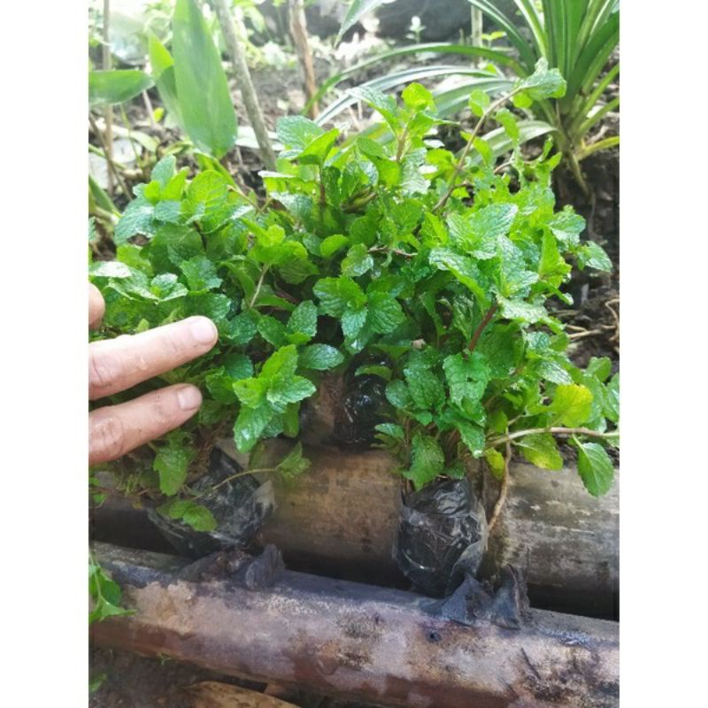 Jual Bibit benih tanaman daun mint per 2 ikat siap tanam | Shopee Indonesia