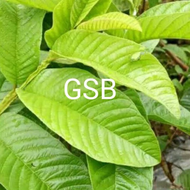 Jual Daun jambu biji muda segar 1 kg | Shopee Indonesia