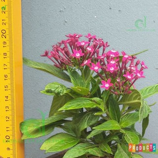 Jual Tanaman hias pentas bunga ungu - pentas lanceolata purple | Shopee ...