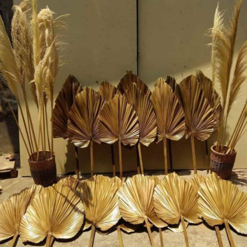 Jual Dekorasi Rustik Palem Palm Rayung Pampas Tanaman Daun Kering Sikas ...